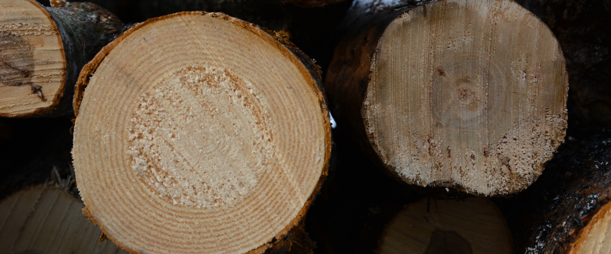 Drvo Javorovo - Kralj jesenjih šuma u Srbiji - WoodProject
