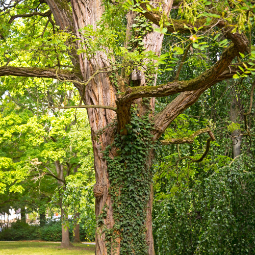 Drvo - Najvažnije karakteristike drveta koje morate znati - WoodProject