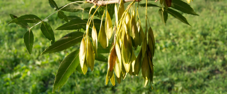 Jasen drvo - karakteristike, svojstva i primene u dizajnu nameštaja ...