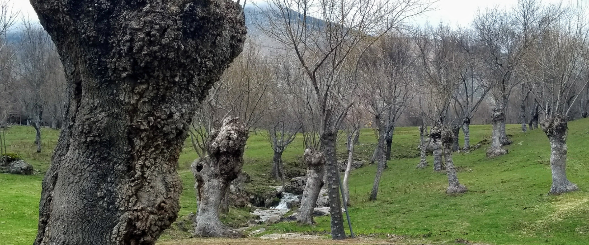 Jasen drvo - karakteristike, svojstva i primene u dizajnu nameštaja ...