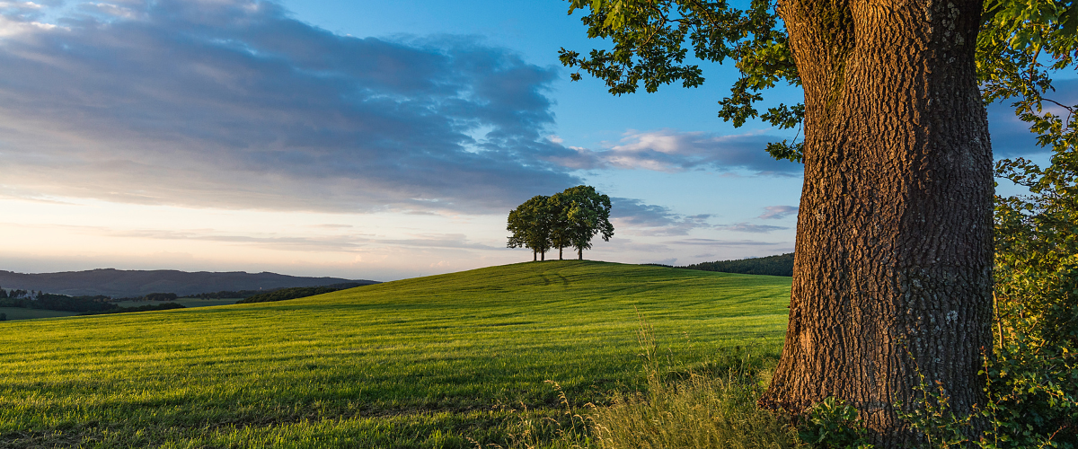 Cer drvo - idealna investicija za dugoročno zadovoljstvo - WoodProject