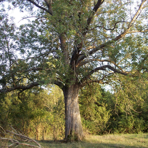 Jasen drvo - karakteristike, svojstva i primene u dizajnu nameštaja ...
